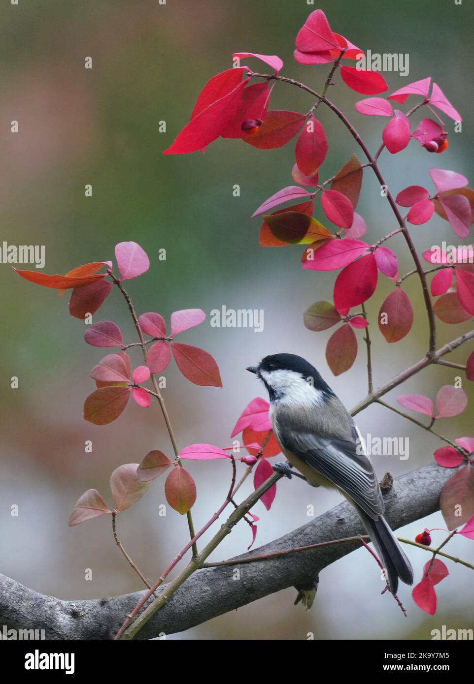 Burning Bush in Autumn with Black-capped Chickadee in Michigan, USA ...