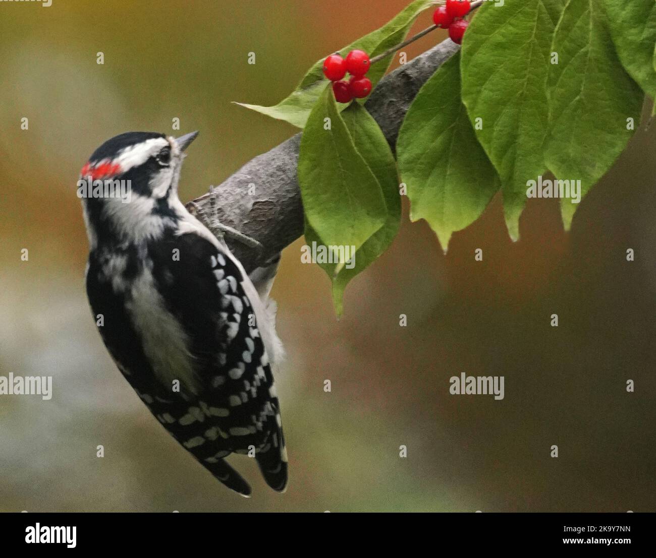 Male Downy Woodpecker in southeast Michigan with honeysuckle Stock ...
