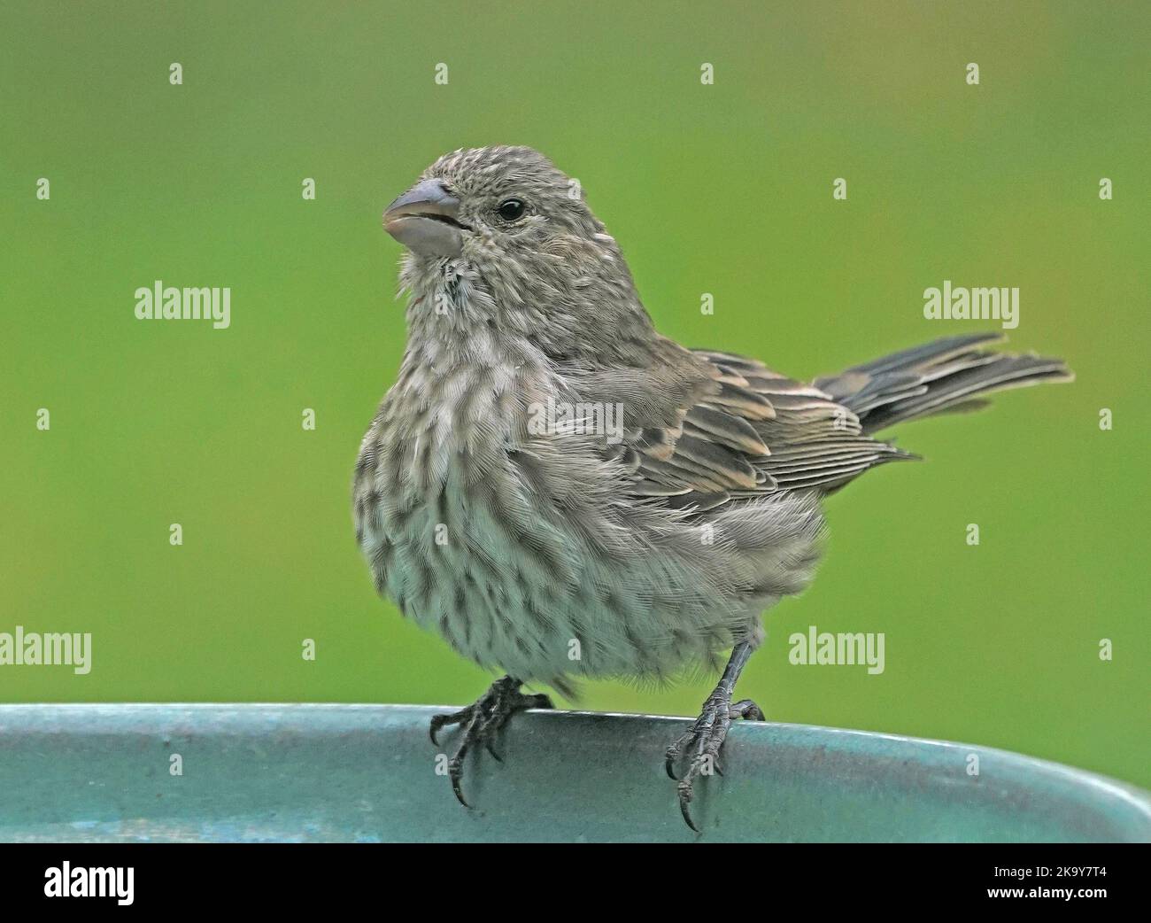 Immature house finch hi-res stock photography and images - Alamy