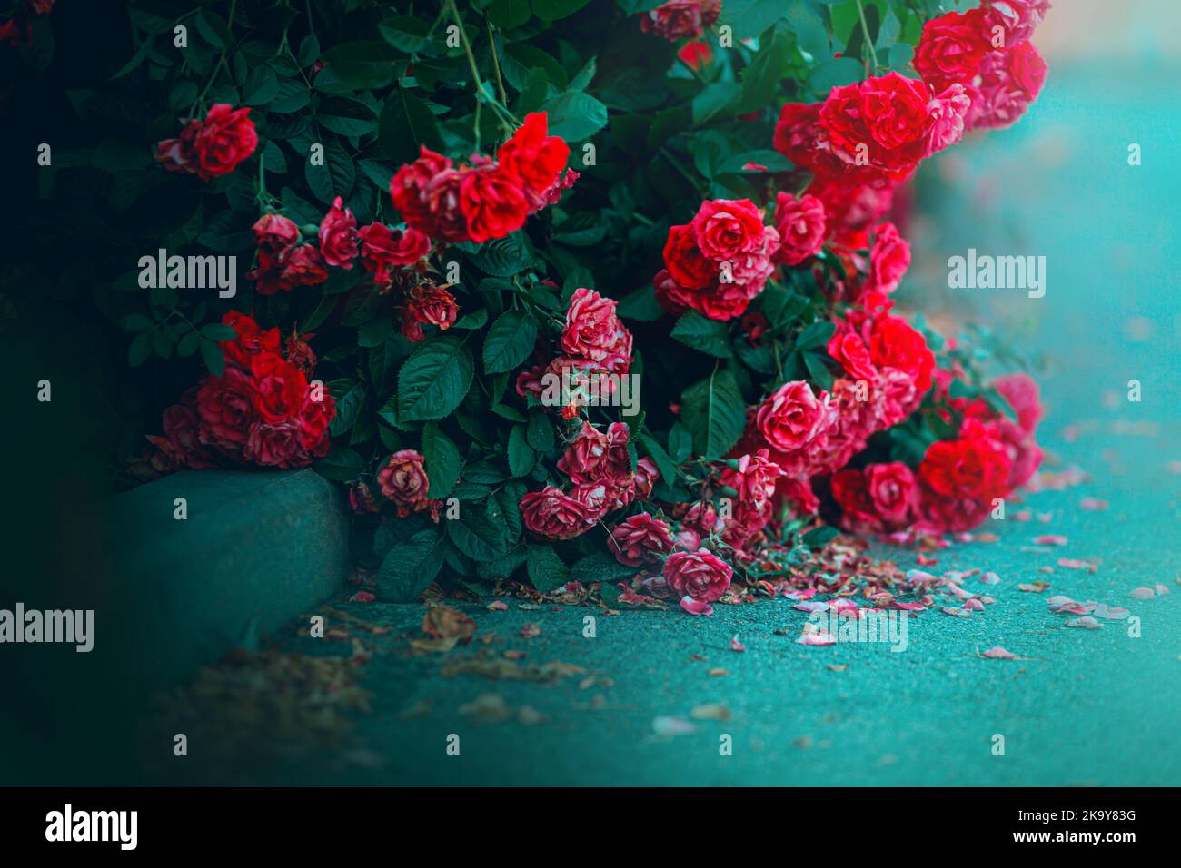 Red Flowers Tumblr Photography