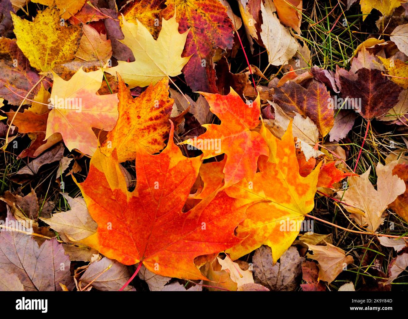 Maple tree leaves color hi-res stock photography and images - Alamy