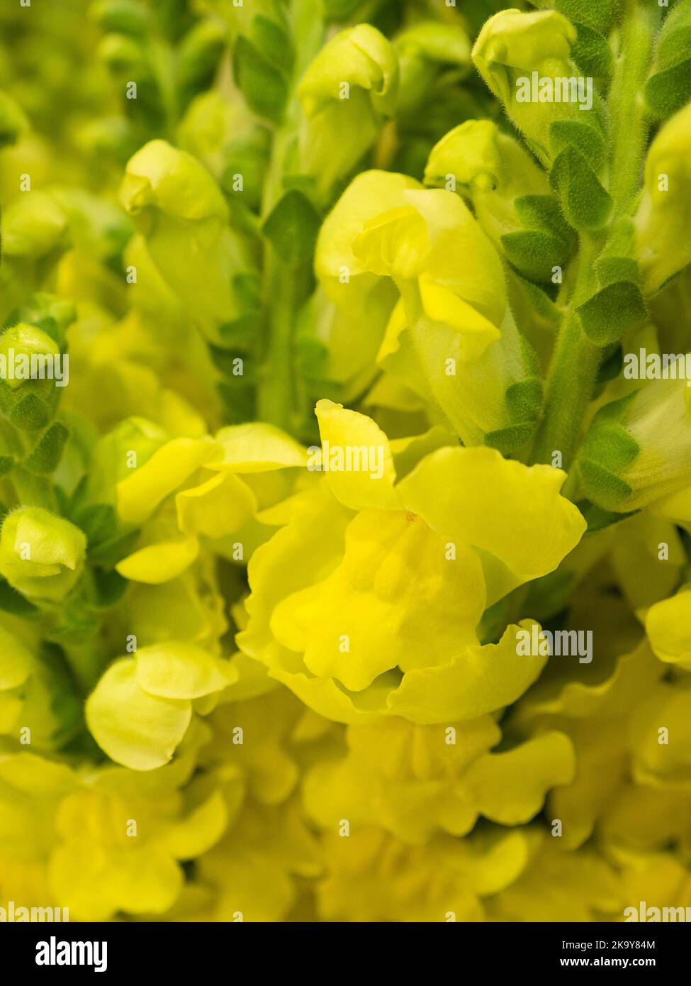 In a snapdragon flower hi-res stock photography and images - Alamy