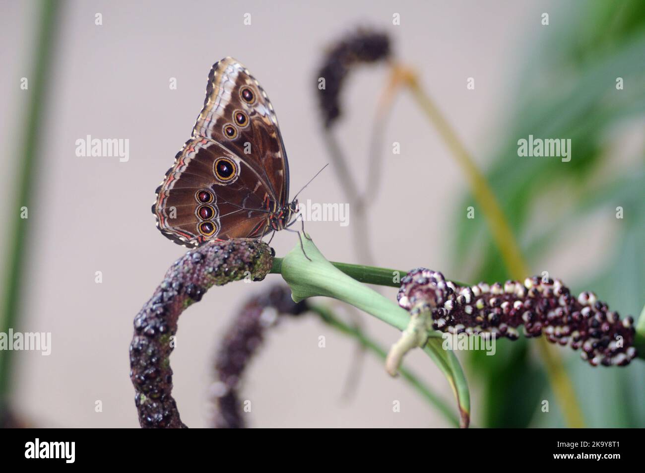 Eye butterfly hi-res stock photography and images - Alamy