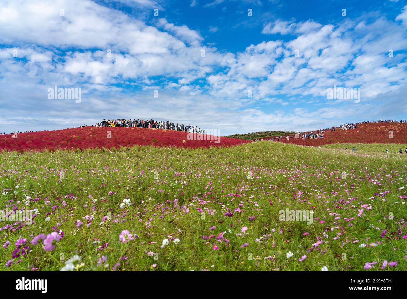 Hitachi Seaside Park kochia carnival, going on the Miharashi Hill to ...