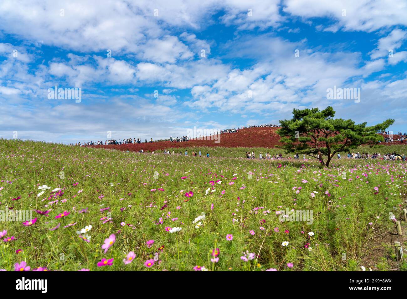 Hitachi Seaside Park kochia carnival, going on the Miharashi Hill to ...