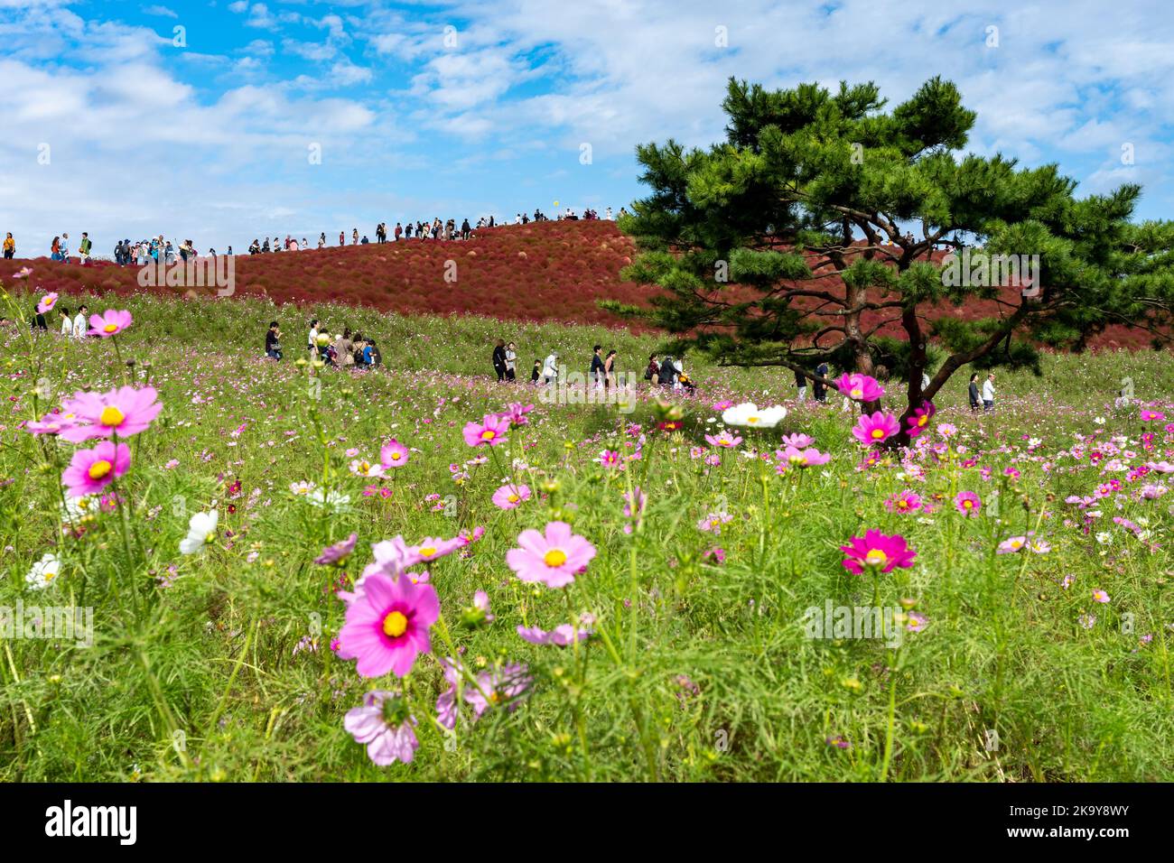 Hitachi Seaside Park kochia carnival, going on the Miharashi Hill to ...