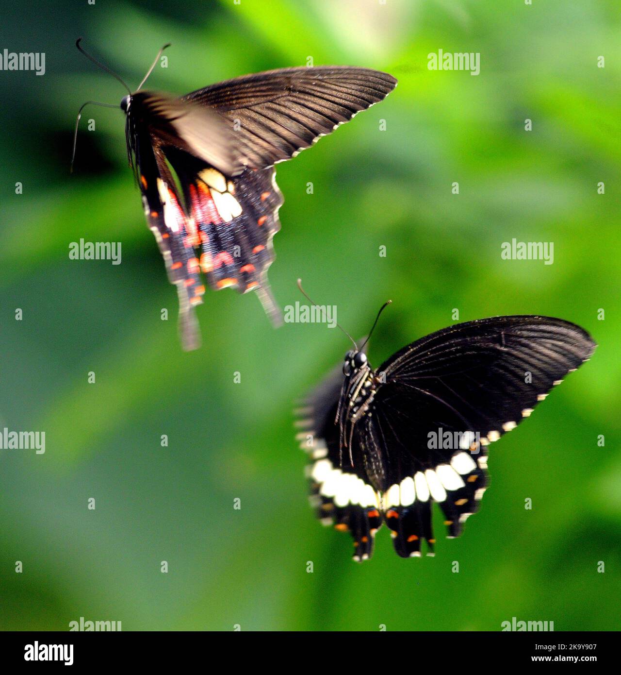 Butterflies of the gardens hi-res stock photography and images - Alamy