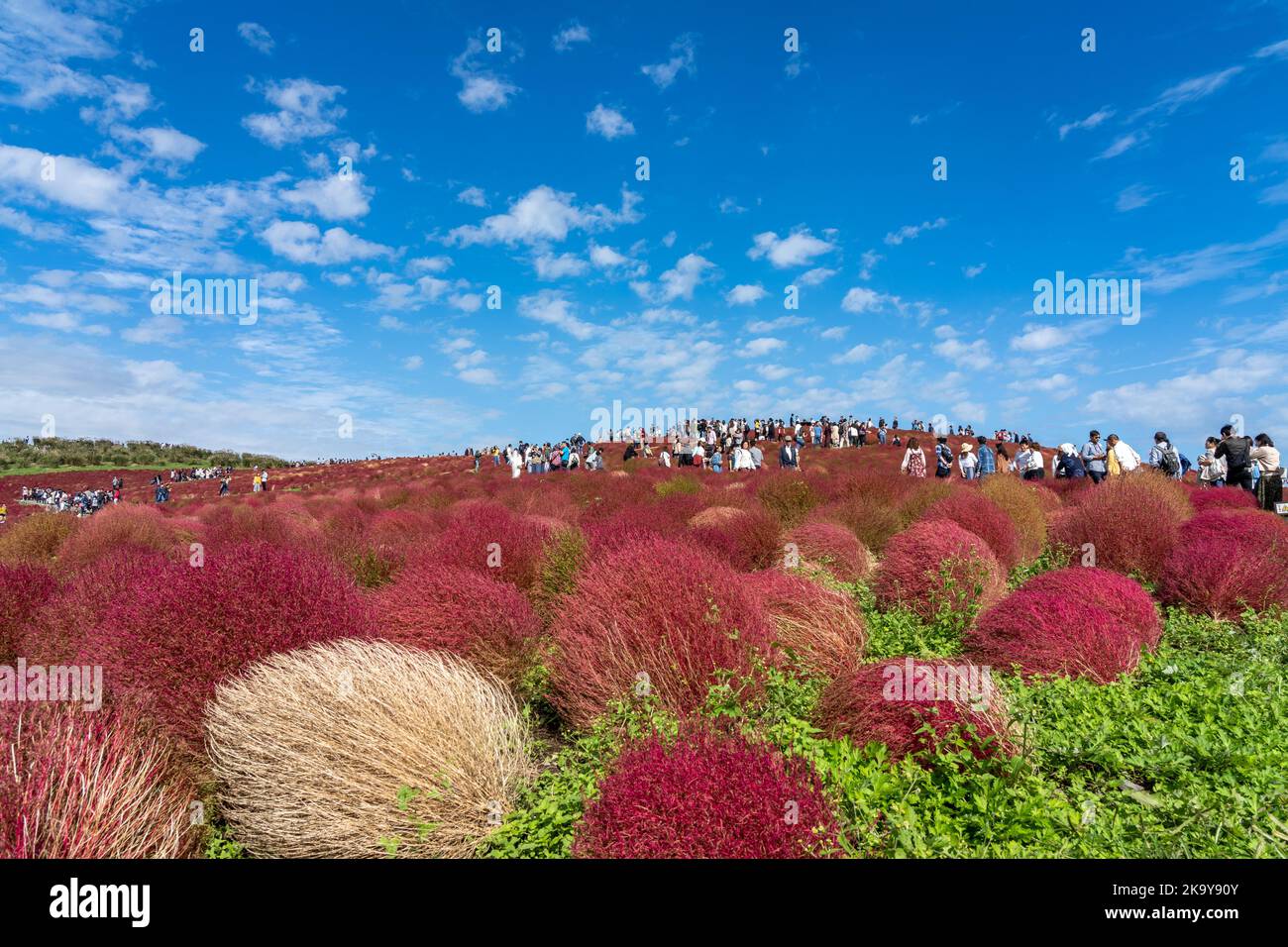 Hitachi Seaside Park kochia carnival, going on the Miharashi Hill to ...