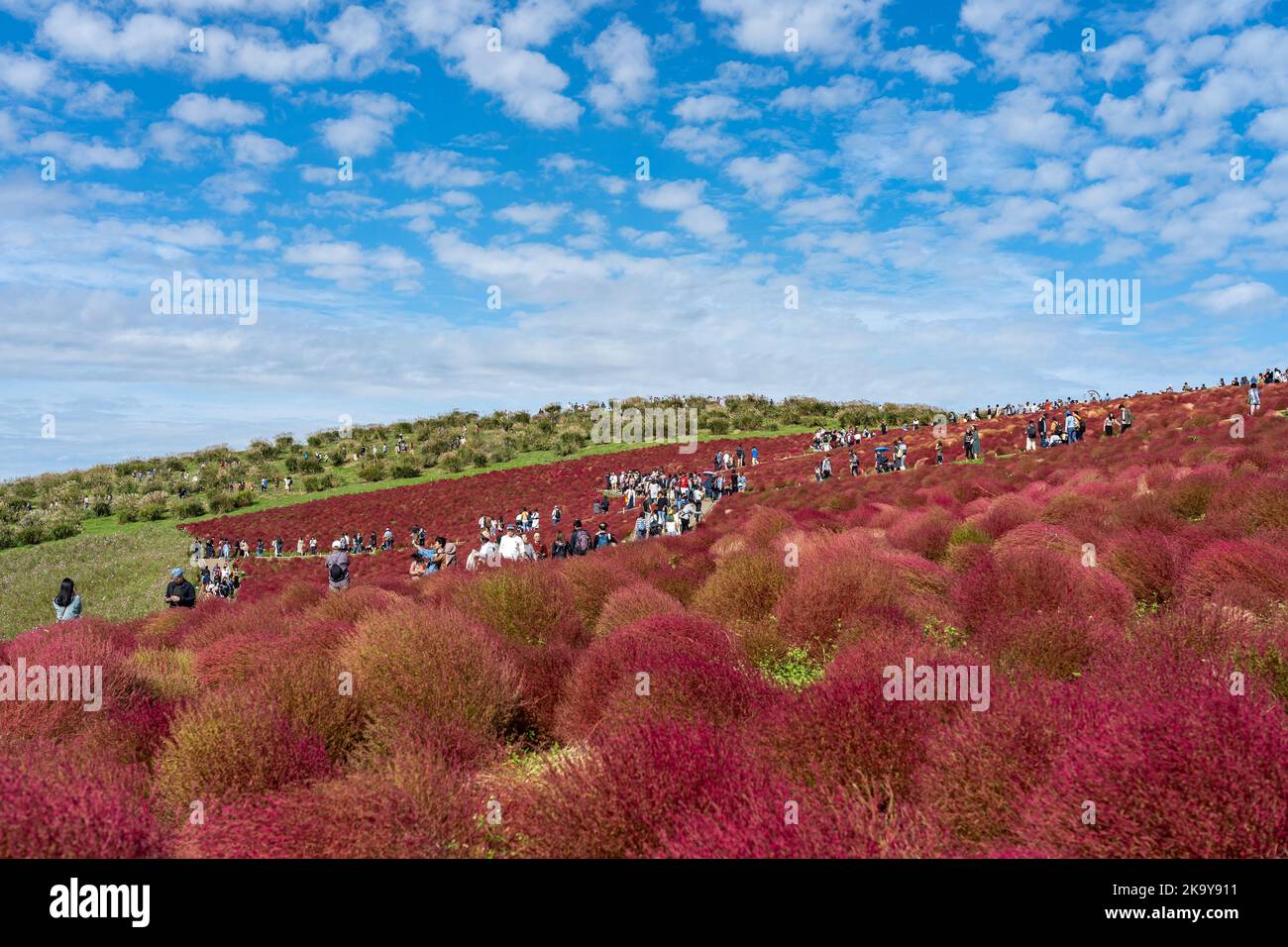 Hitachi Seaside Park kochia carnival, going on the Miharashi Hill to ...