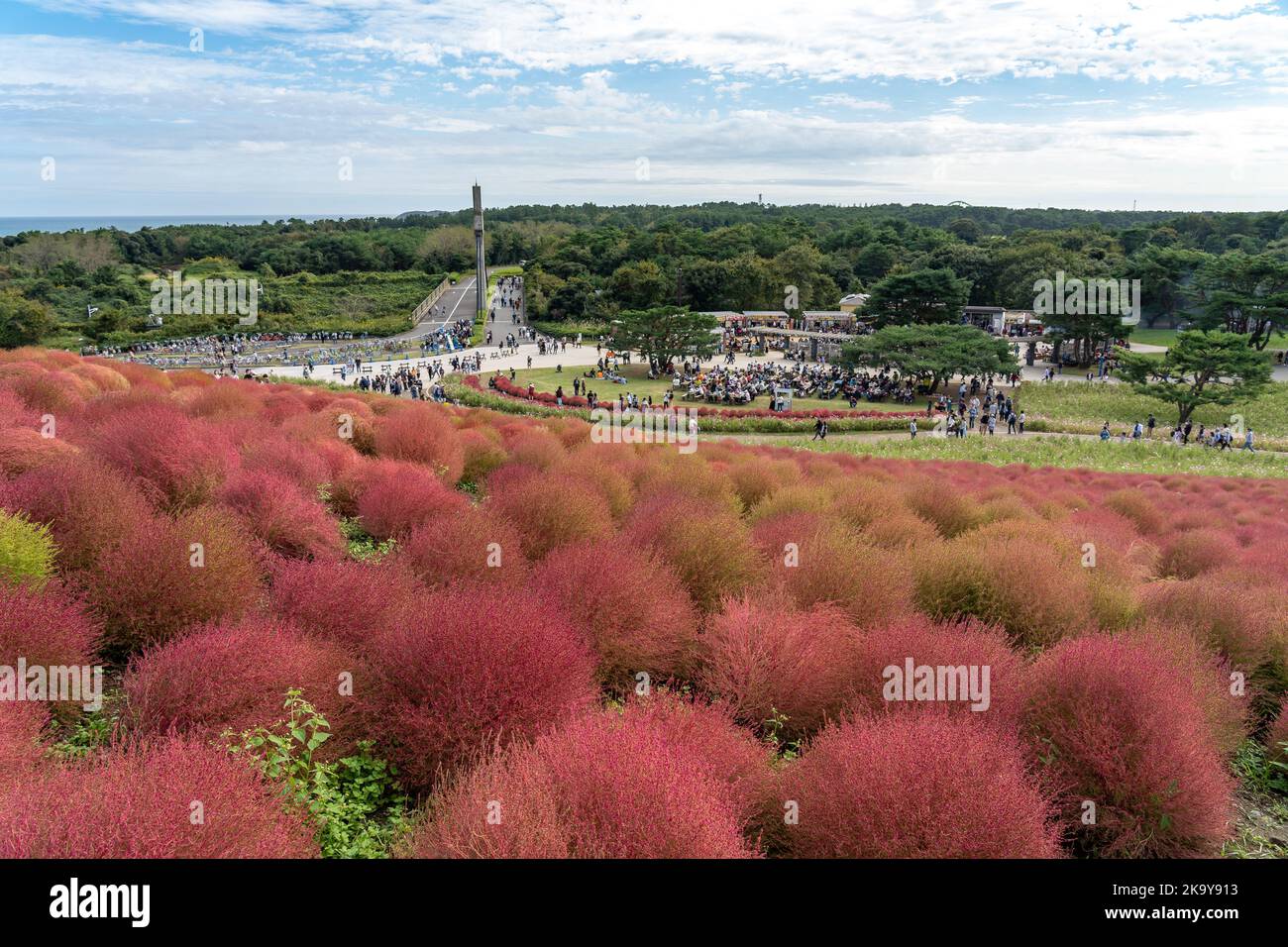 Hitachi Seaside Park kochia carnival, going on the Miharashi Hill to ...