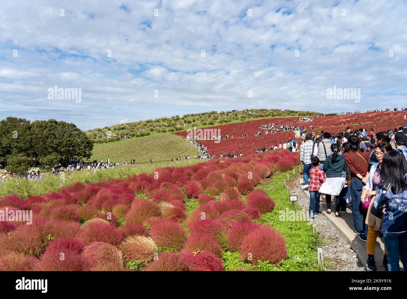 Hitachi Seaside Park kochia carnival, going on the Miharashi Hill to ...
