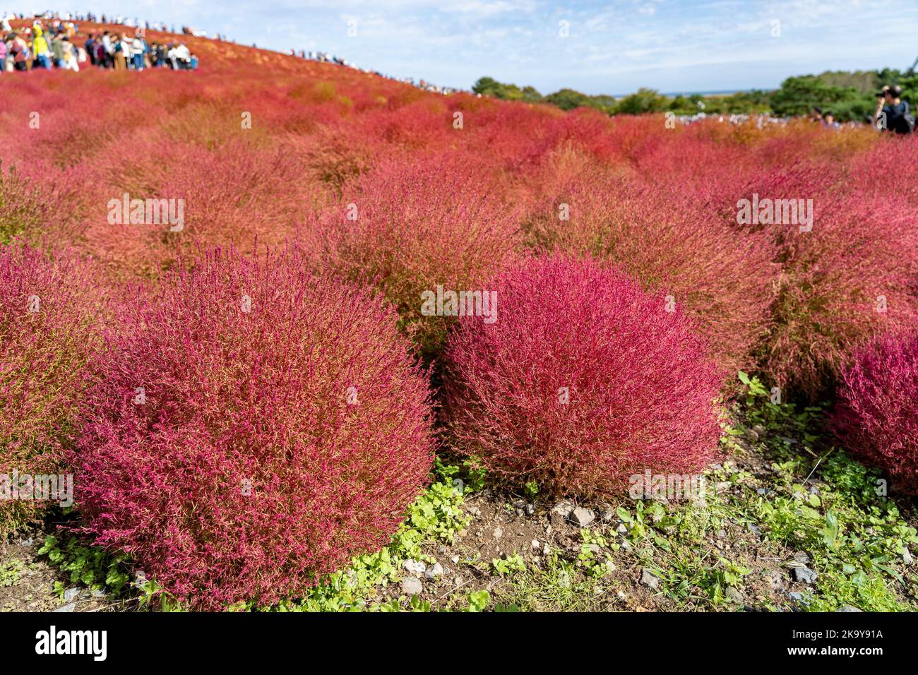 Hitachi Seaside Park kochia carnival, going on the Miharashi Hill to ...