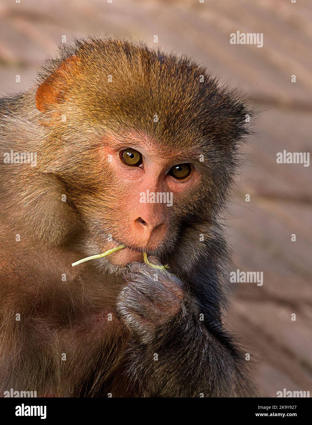 monkey eating small branch of a plant Stock Photo - Alamy