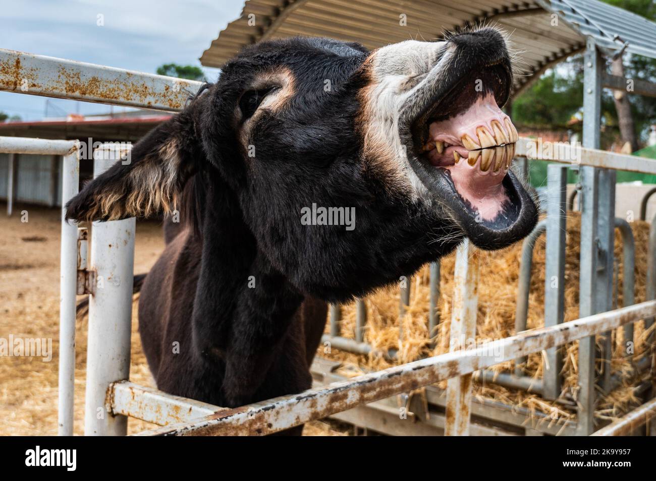 Madrid, Spain. 30th Oct, 2022. A donkey showing its teeth in ...