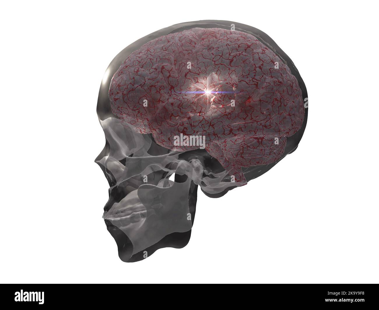 Brain revealed in transparent skull. 3D rendering Stock Photo - Alamy