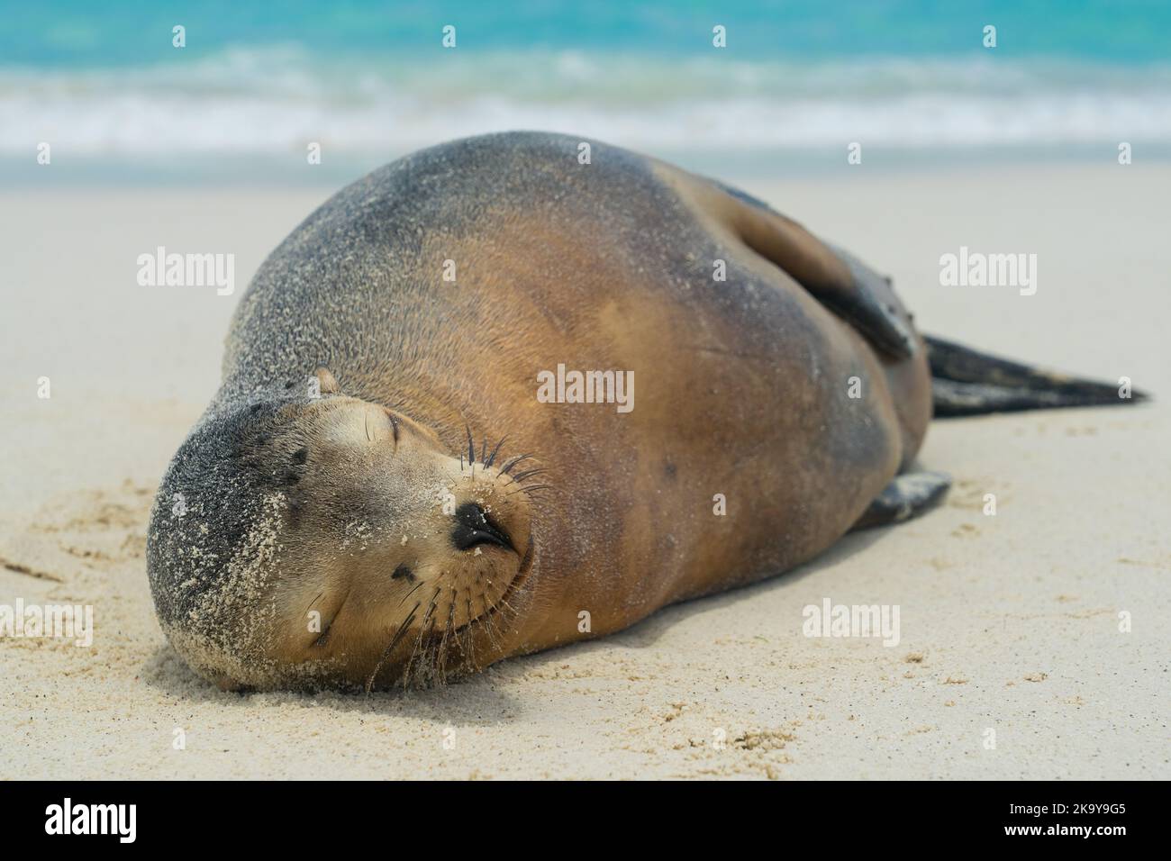 Smilling wildlife hi-res stock photography and images - Alamy