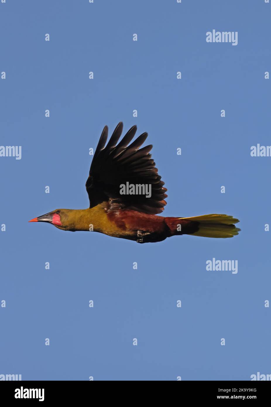 Amazonian oropendola hi-res stock photography and images - Alamy