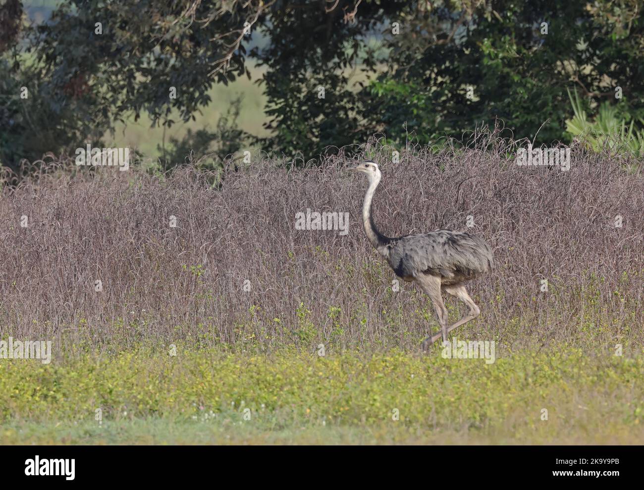 Greater Rhea (Rhea americana) adult walking in low vegetation Pantanal, Brazil. July Stock Photo ...
