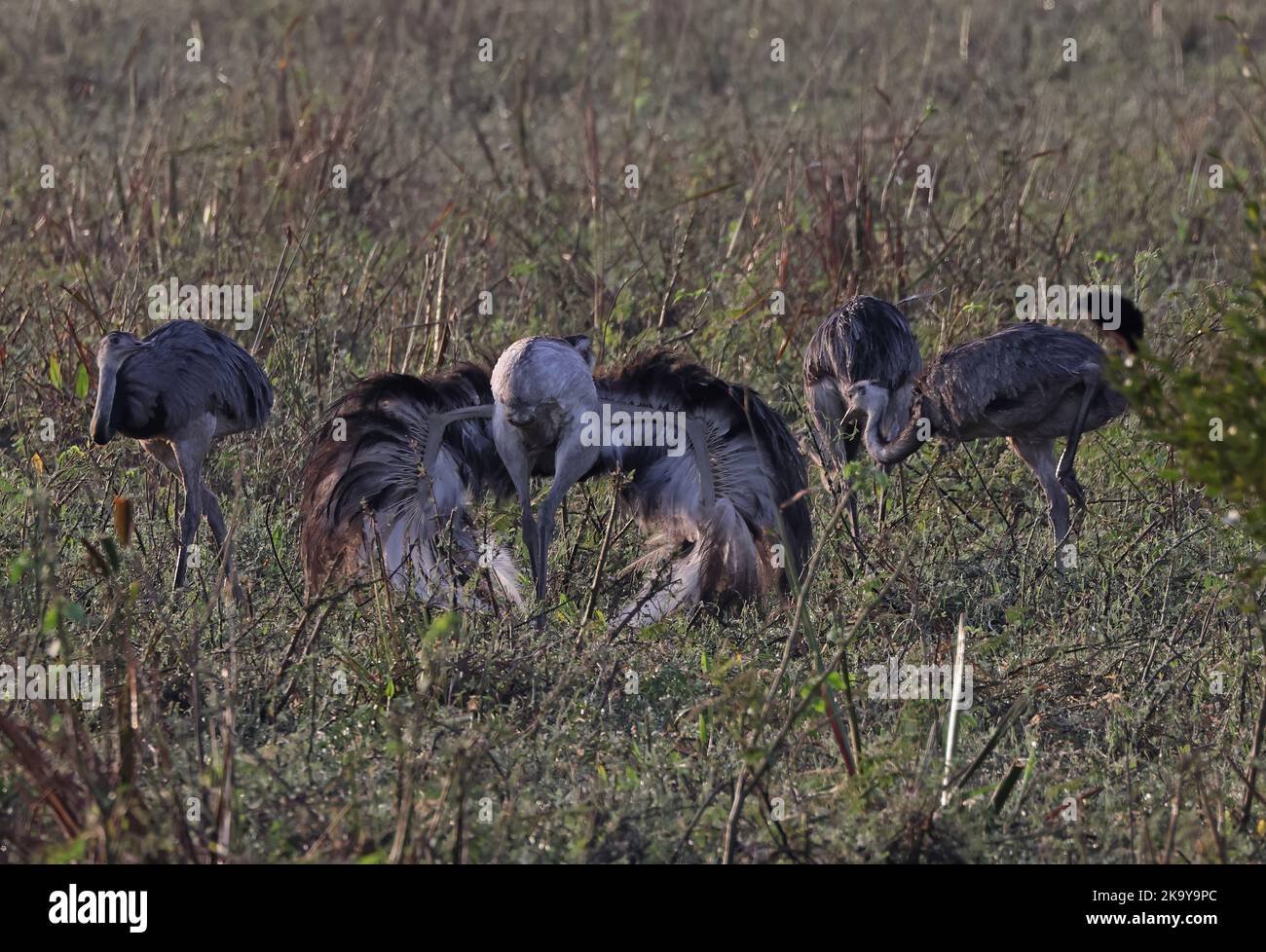 Greater Rhea (Rhea americana) adult male displaying to females Pantanal ...