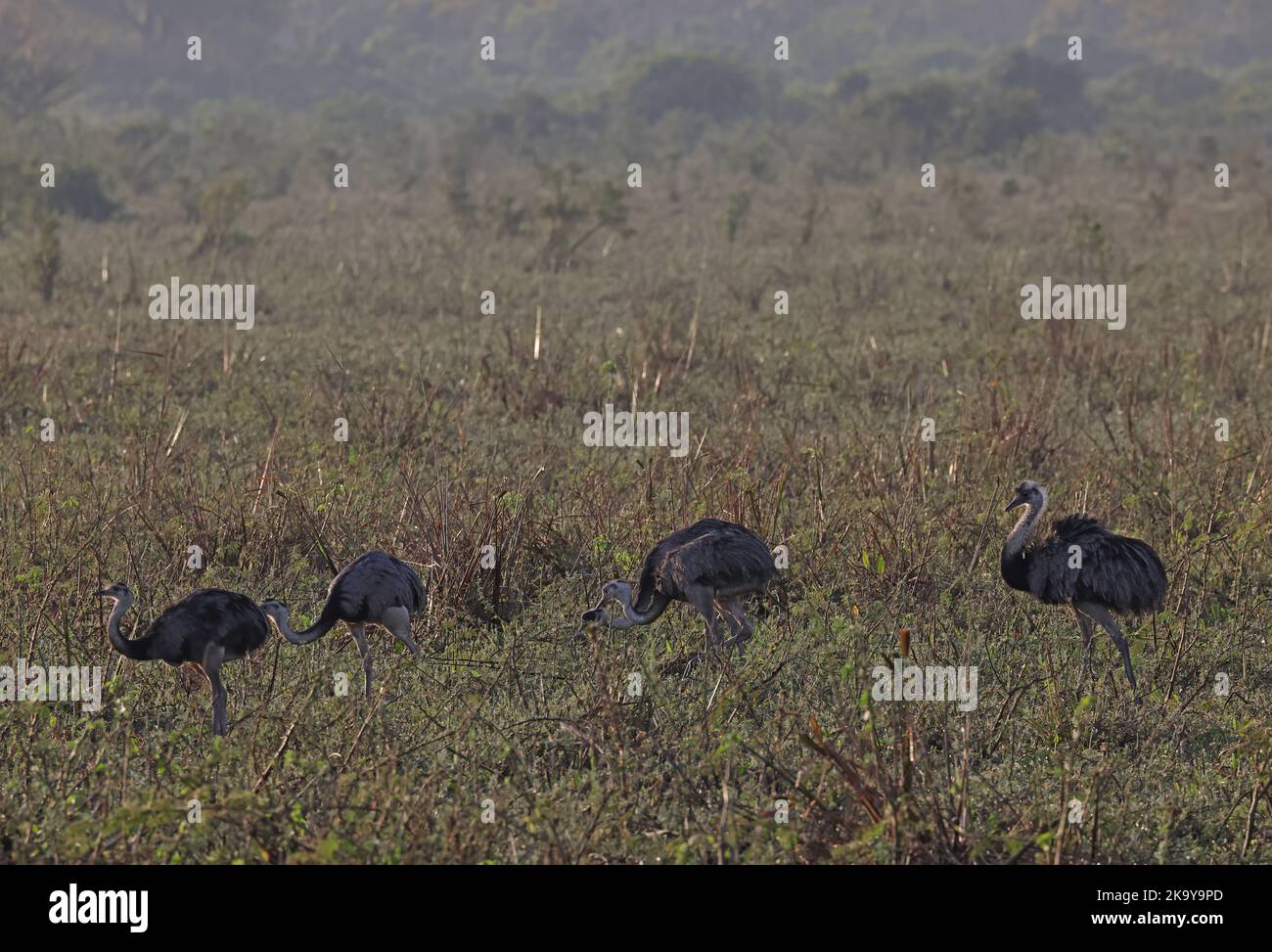 Greater Rhea (Rhea americana) adult male with females walking through ...