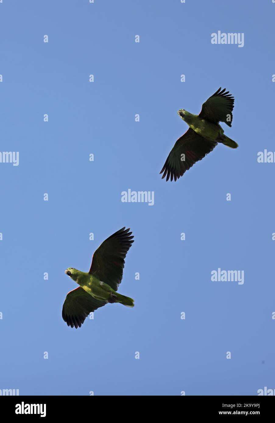 Southern Mealy Amazon (Amazona farinosa) pair in flight Alta Floresta ...