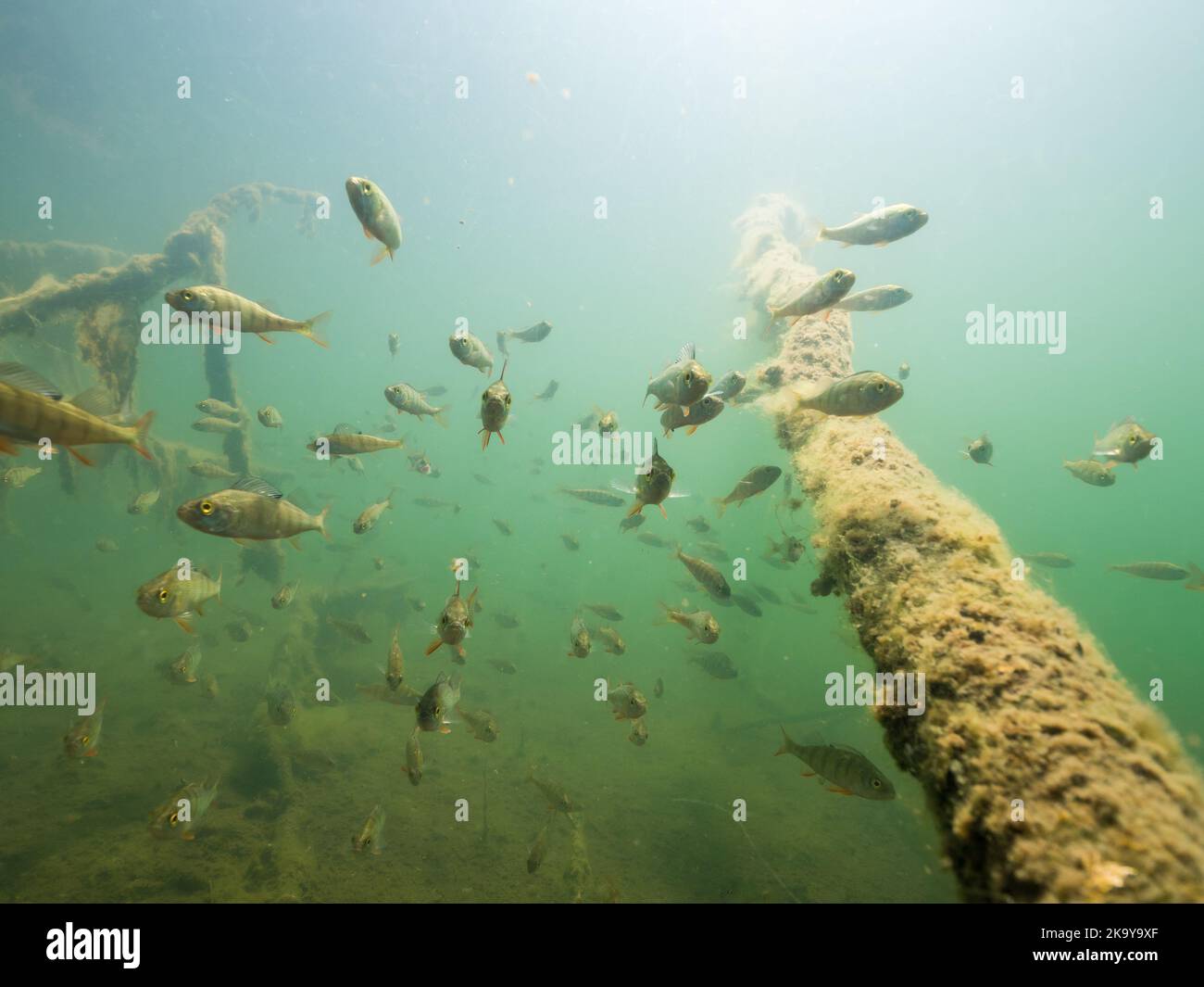 Small school of fish underwater hi-res stock photography and images - Alamy