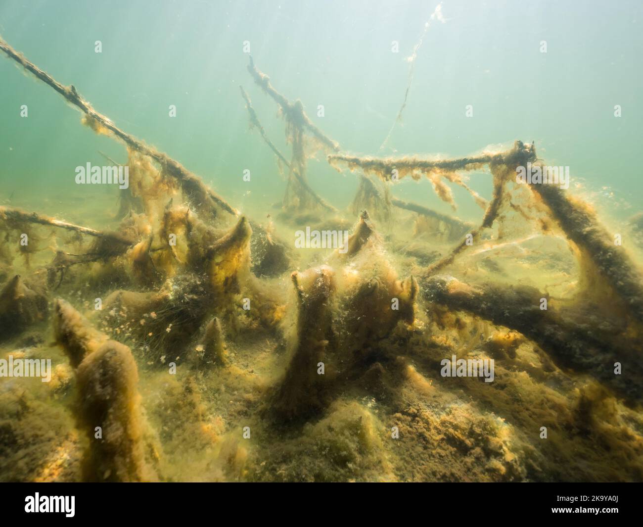 Filamentous algae over bottom of forest lake Stock Photo - Alamy
