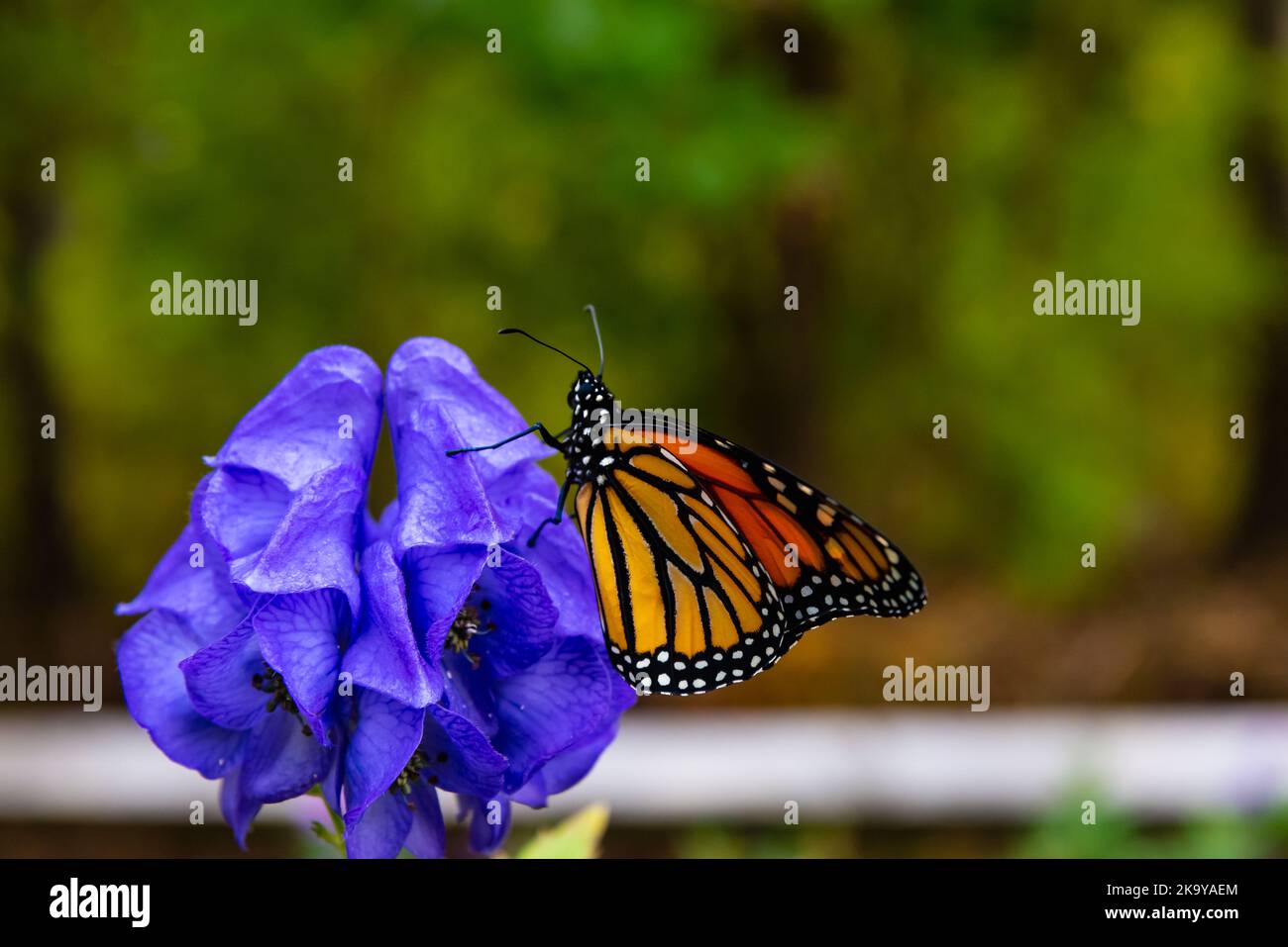 Releasing Monarch Butterfly at Acton Arboretum, Acton, Massachusetts ...
