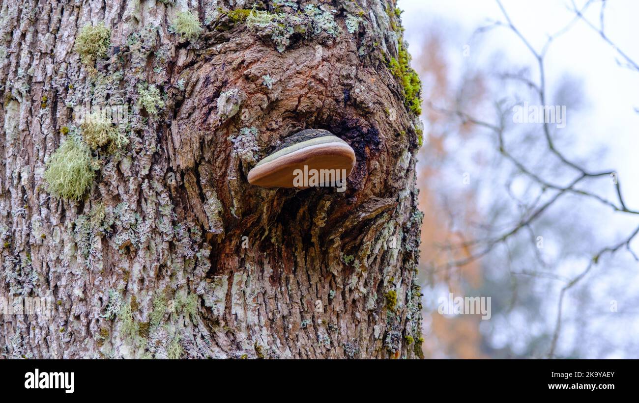Species of tree fungus hi-res stock photography and images - Alamy