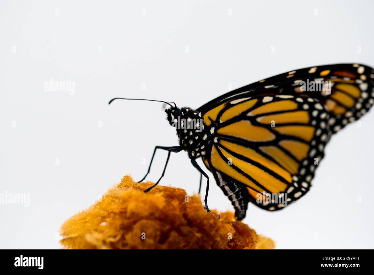 Releasing Monarch Butterfly at Acton Arboretum, Acton, Massachusetts ...