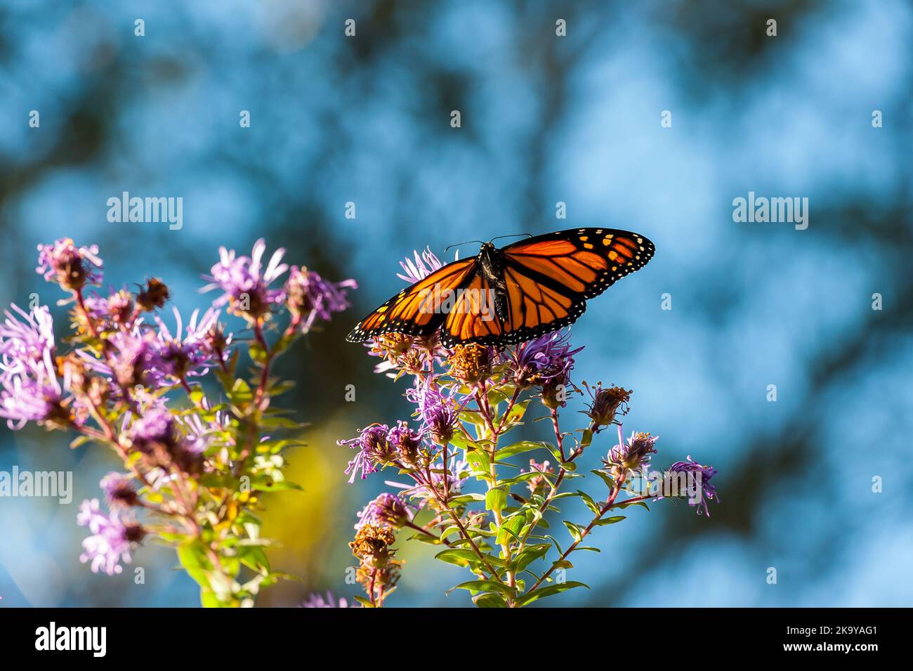 Blue spotted milkweed butterfly hi-res stock photography and images - Alamy