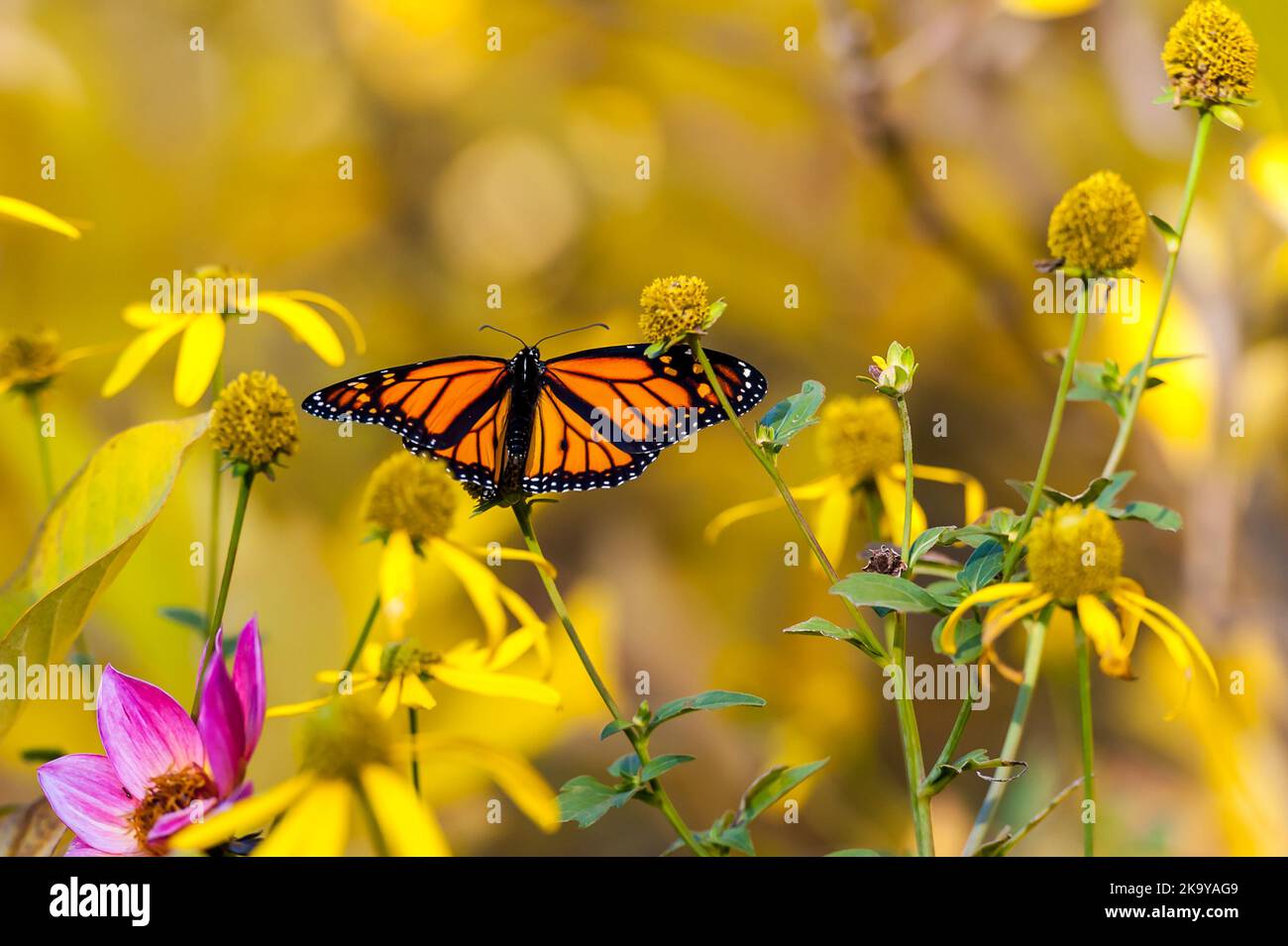 Releasing Monarch Butterfly at Acton Arboretum, Acton, Massachusetts ...