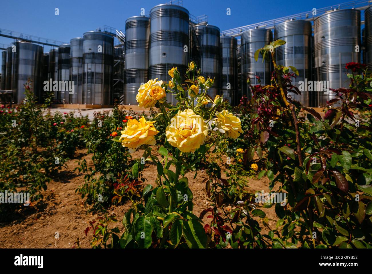 Processing roses flower factory hi-res stock photography and images - Alamy