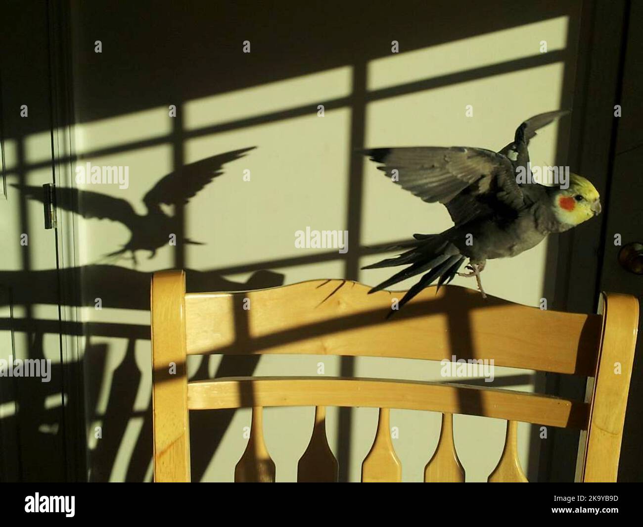 Cockatiel Taking Flight Stock Photo - Alamy