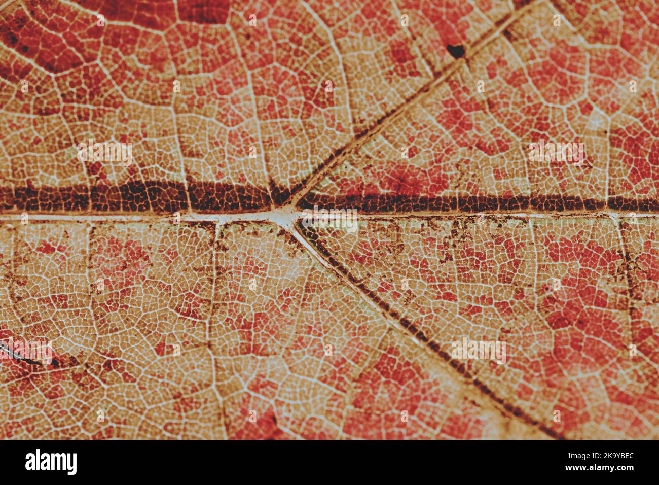 texture of the leaf Stock Photo - Alamy