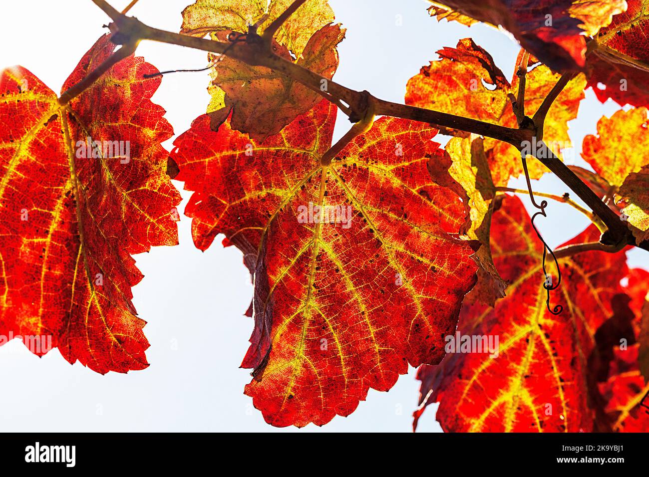 autumn leaves in the sun Stock Photo - Alamy