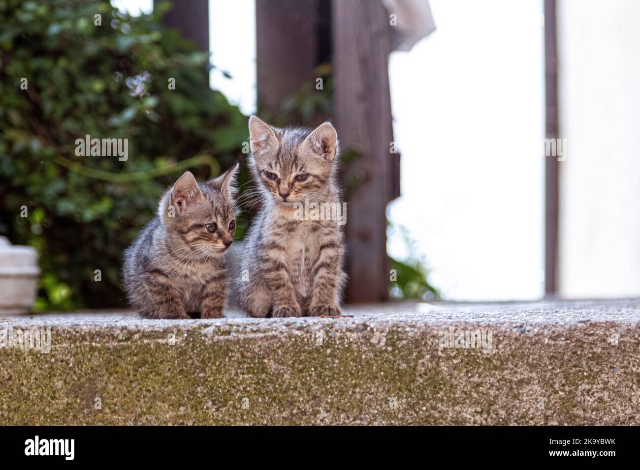 two young cats sit next to each other Stock Photo - Alamy