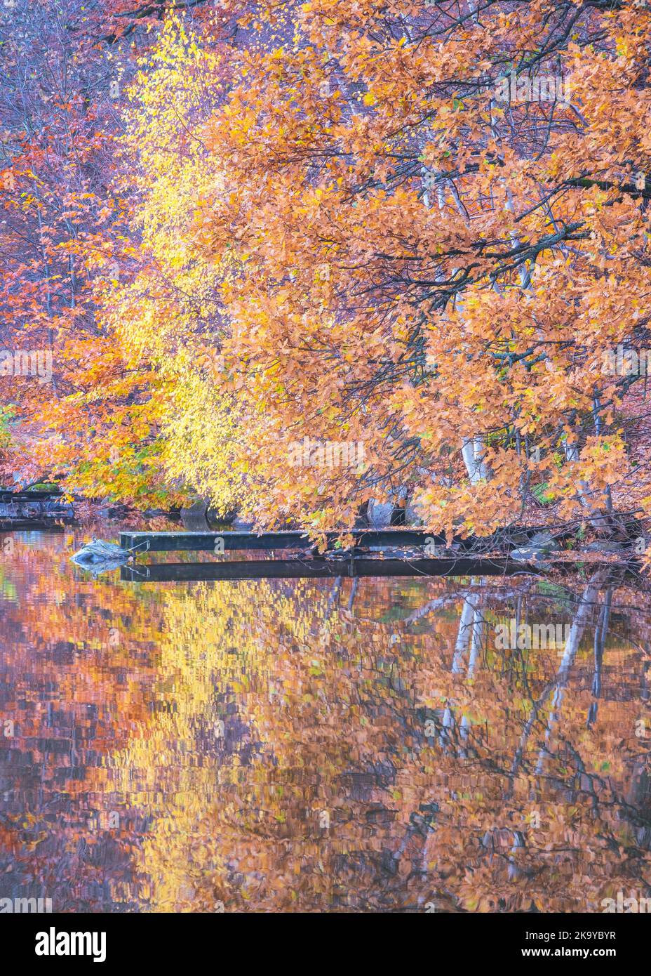Colorful tree reflected in lake aspen at jonsered , gothenburg sweden ...