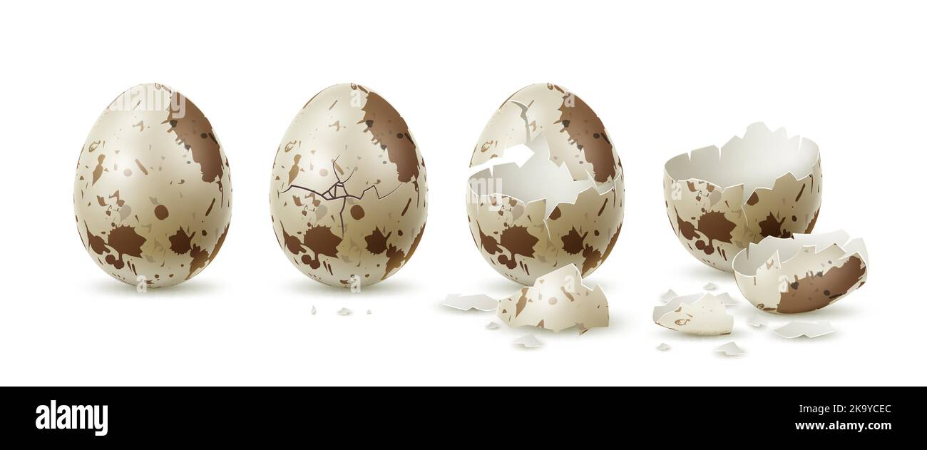 Realistic cracked quail egg. Whole and broken variegated shell, textured eggshell pieces, fresh ...