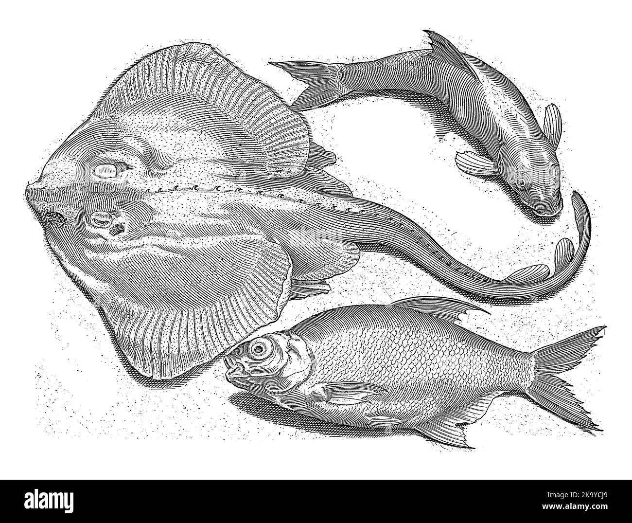 Ray, bream and whitefish, inscriptions identify the fish in Latin and ...