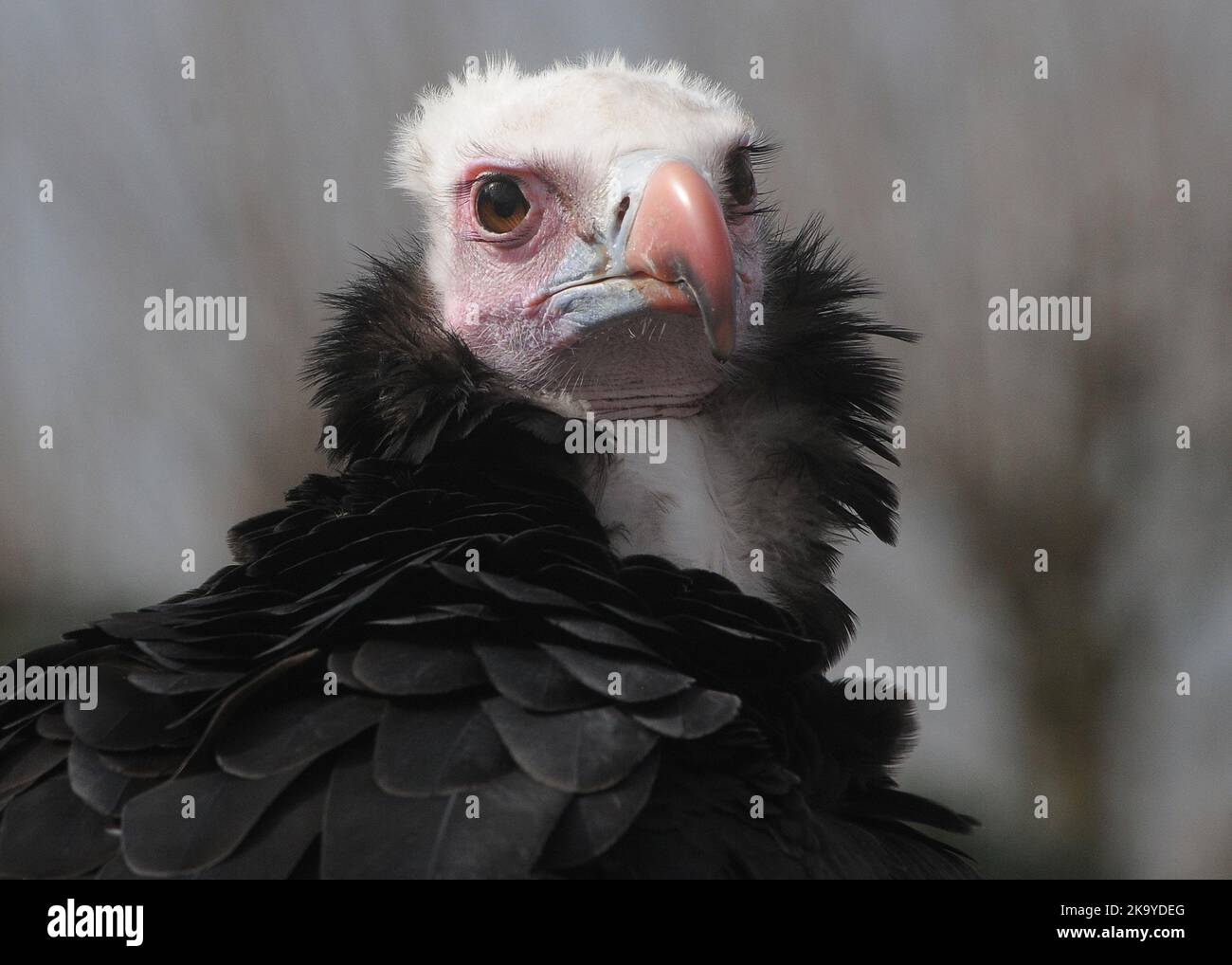 A WHITE HEADED VULTURE AT LIBERTY'S BIRDS OF PREY CENTRE, RINGWOOD.NEW ...