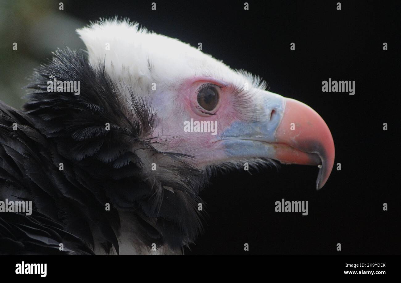 A WHITE HEADED VULTURE AT LIBERTY'S BIRDS OF PREY CENTRE, RINGWOOD.NEW ...