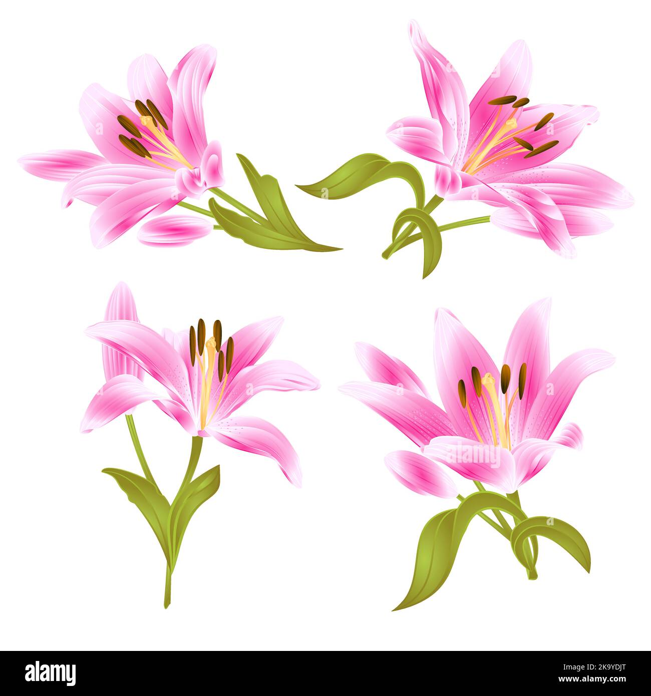 Pink Lily Lilium candidum,flower with leaves and bud on a white ...