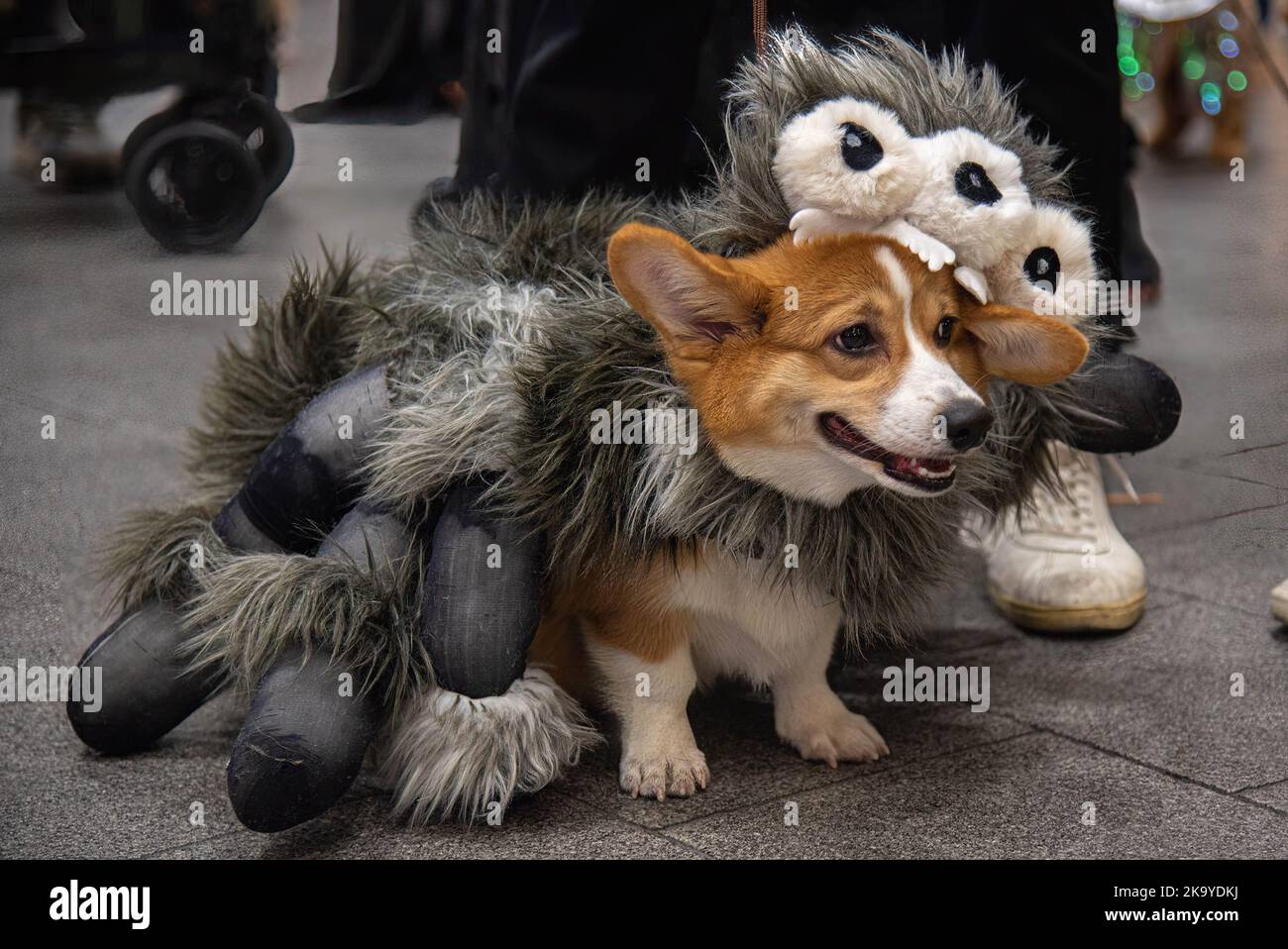 A dog seen dressed in a costume during the Halloween dogs dressing ...