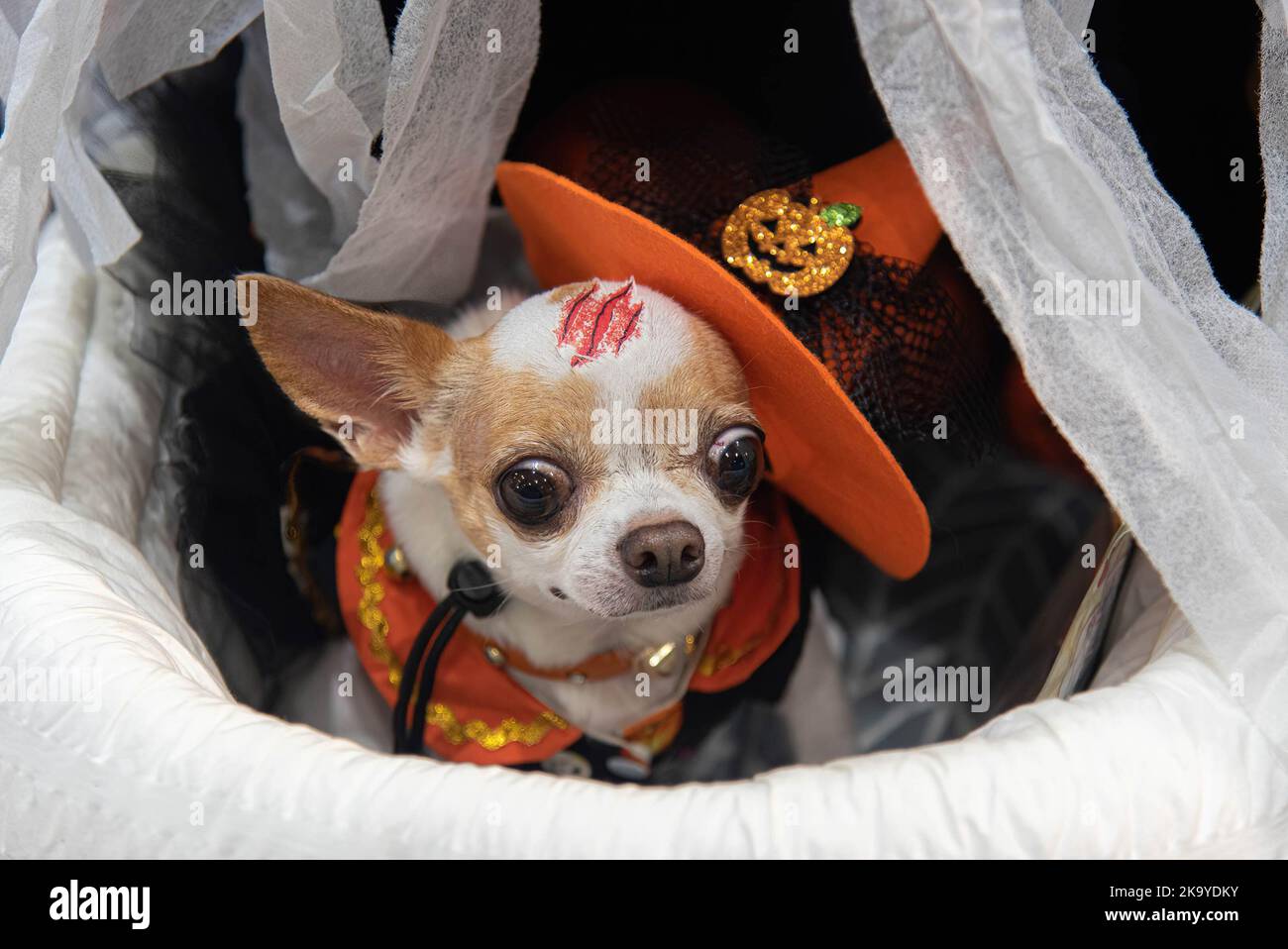 A dog seen dressed in a costume during the Halloween dogs dressing ...