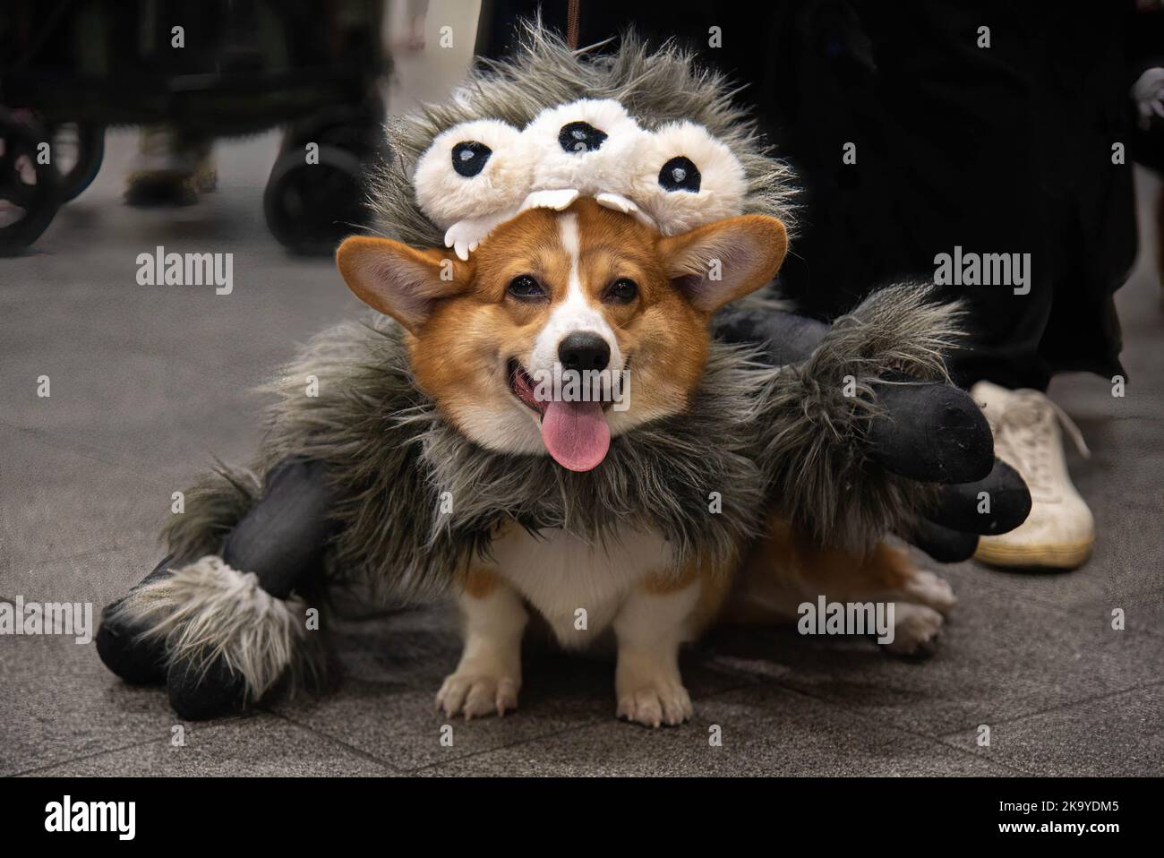 A dog seen dressed in a costume during the Halloween dogs dressing ...
