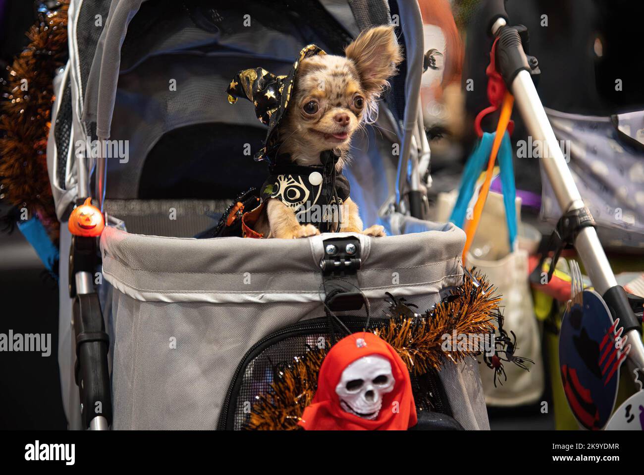 A dog seen dressed in a costume during the Halloween dogs dressing ...