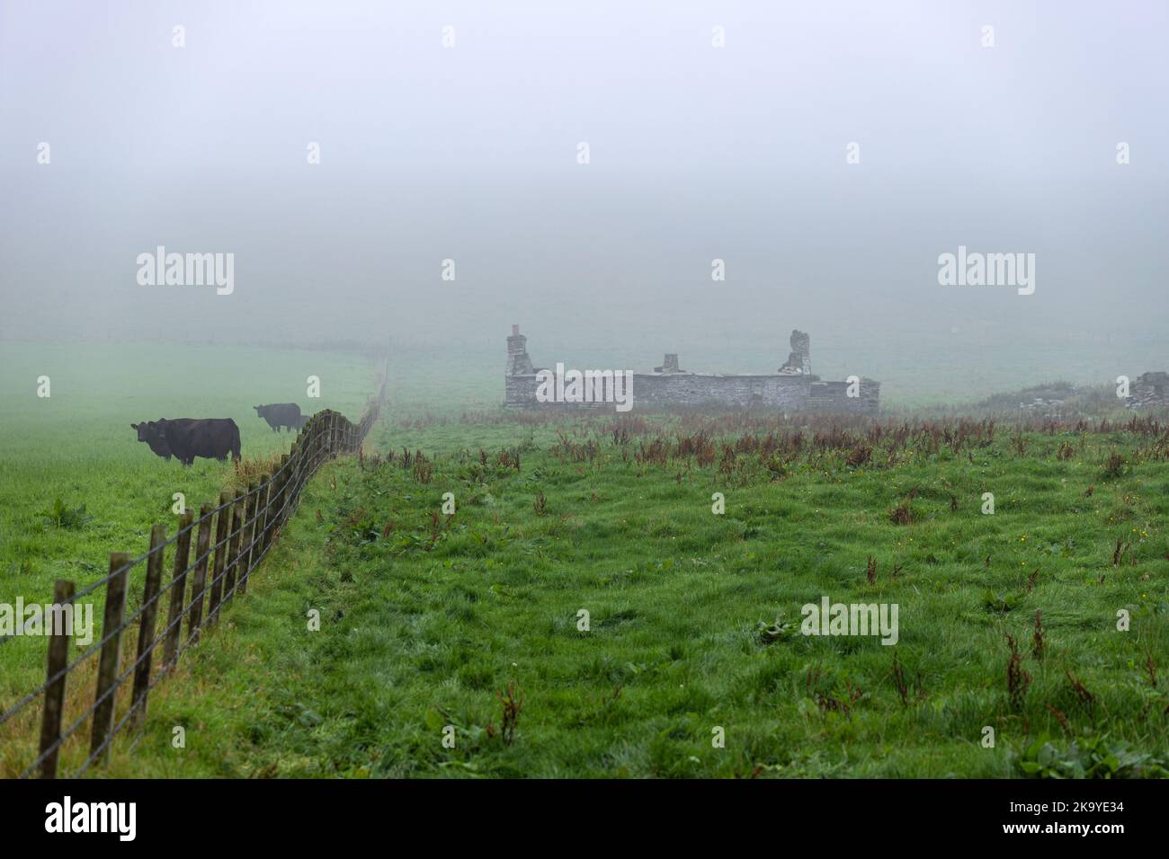 Cows and misty farm, in Orkney, Scotland, UK Stock Photo - Alamy
