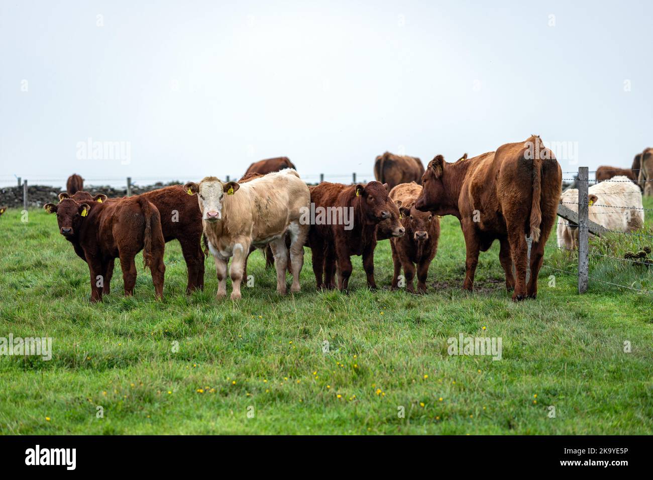 Orkney cattle hi-res stock photography and images - Alamy