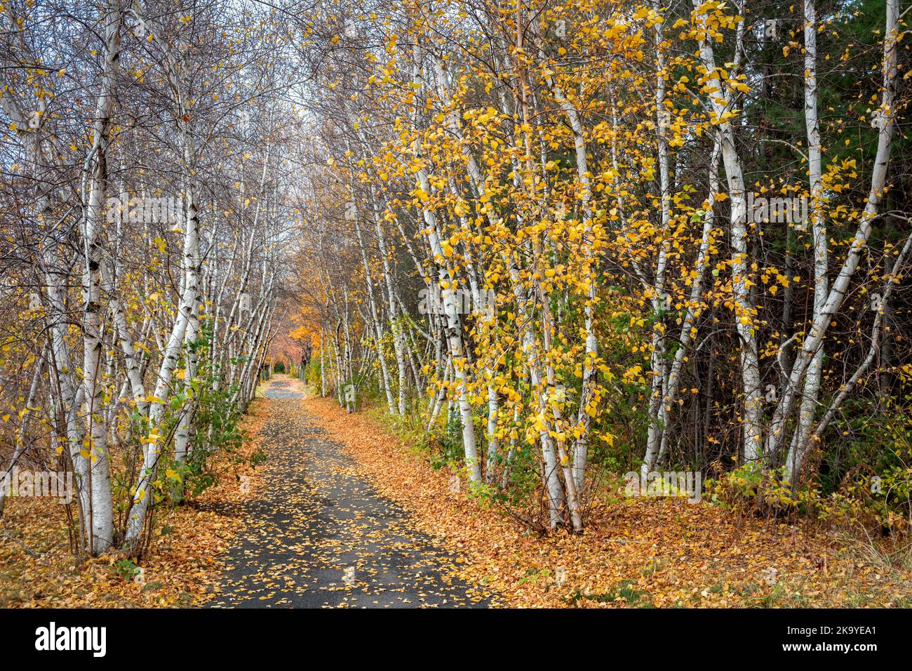 Birch and aspen trees on path in autumn Stock Photo - Alamy
